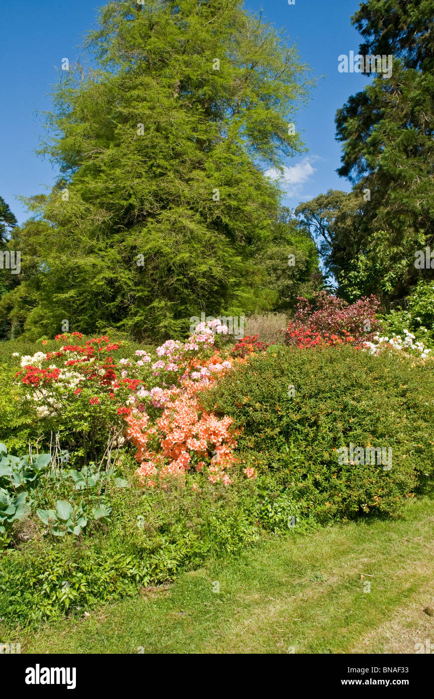 Assorted colours of Azaleas at Castle Kennedy gardens nr Stranraer ...