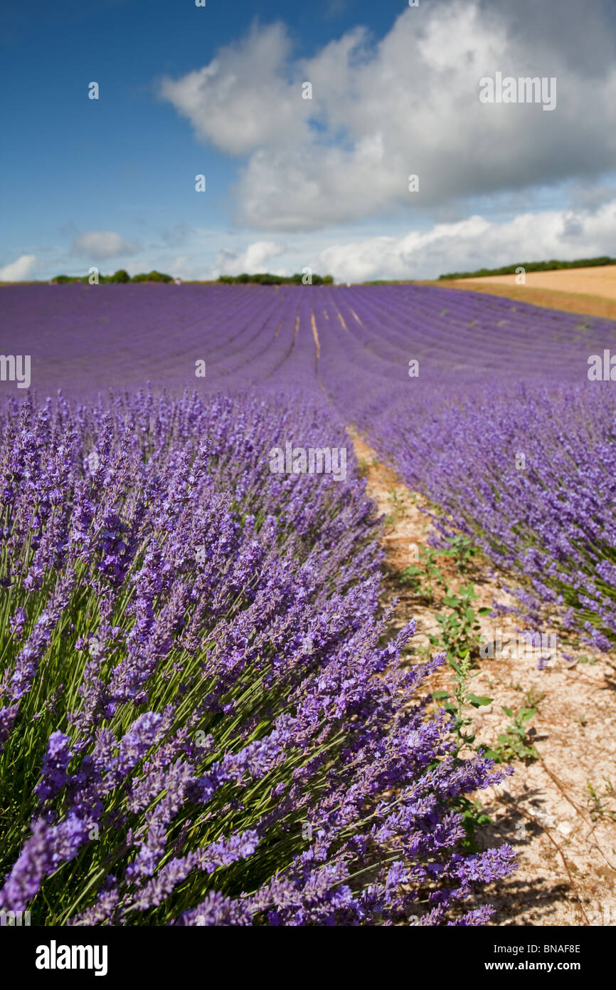 Lavender field crops Stock Photo - Alamy