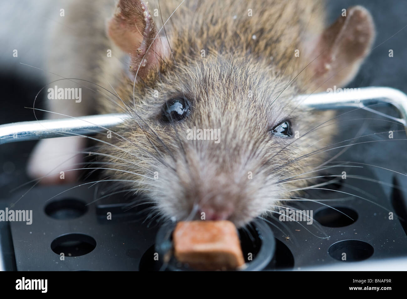 Rat dead in trap Stock Photo - Alamy