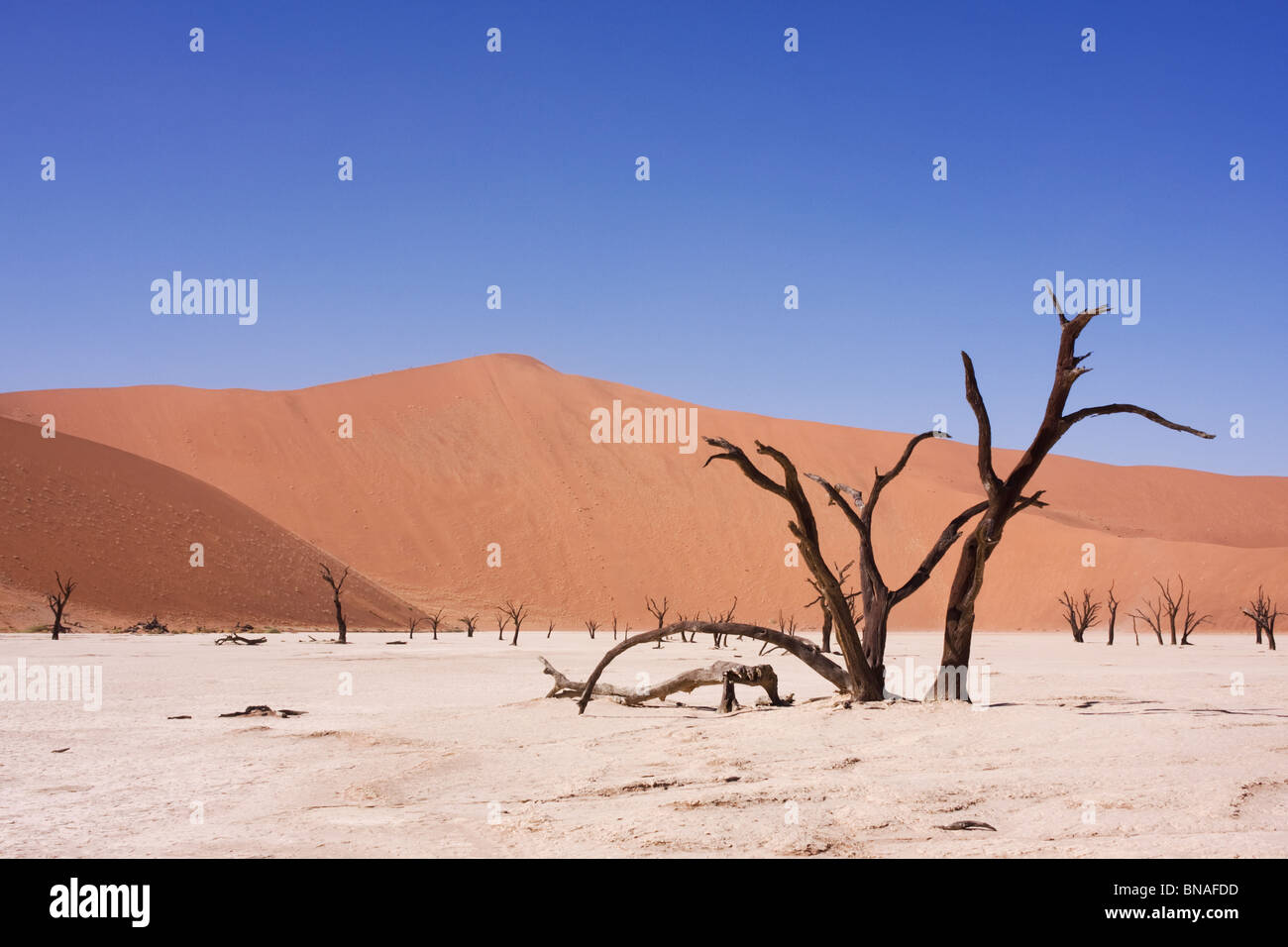 Acacia tree trees hi-res stock photography and images - Alamy