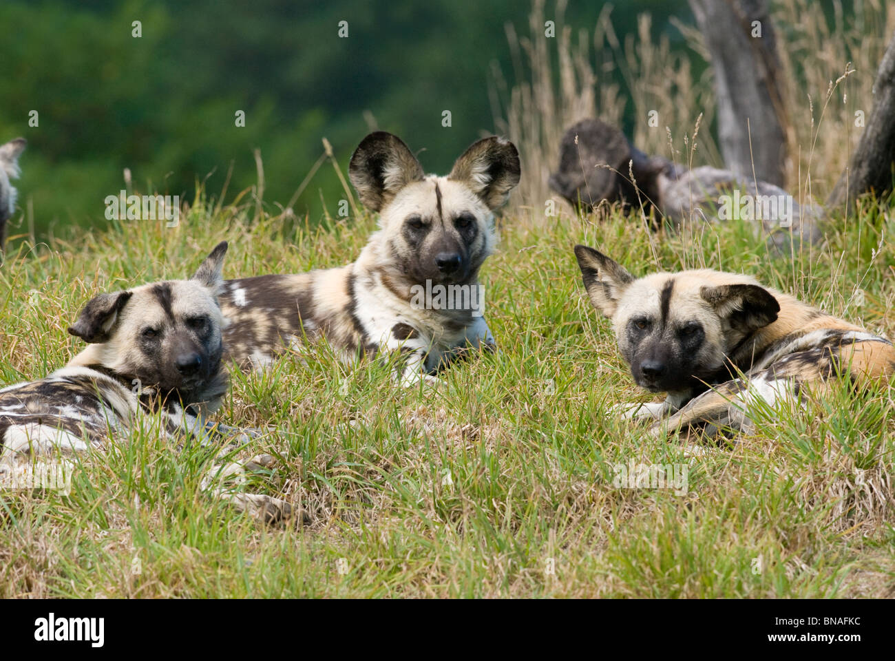 African wild dog pack hi-res stock photography and images - Alamy