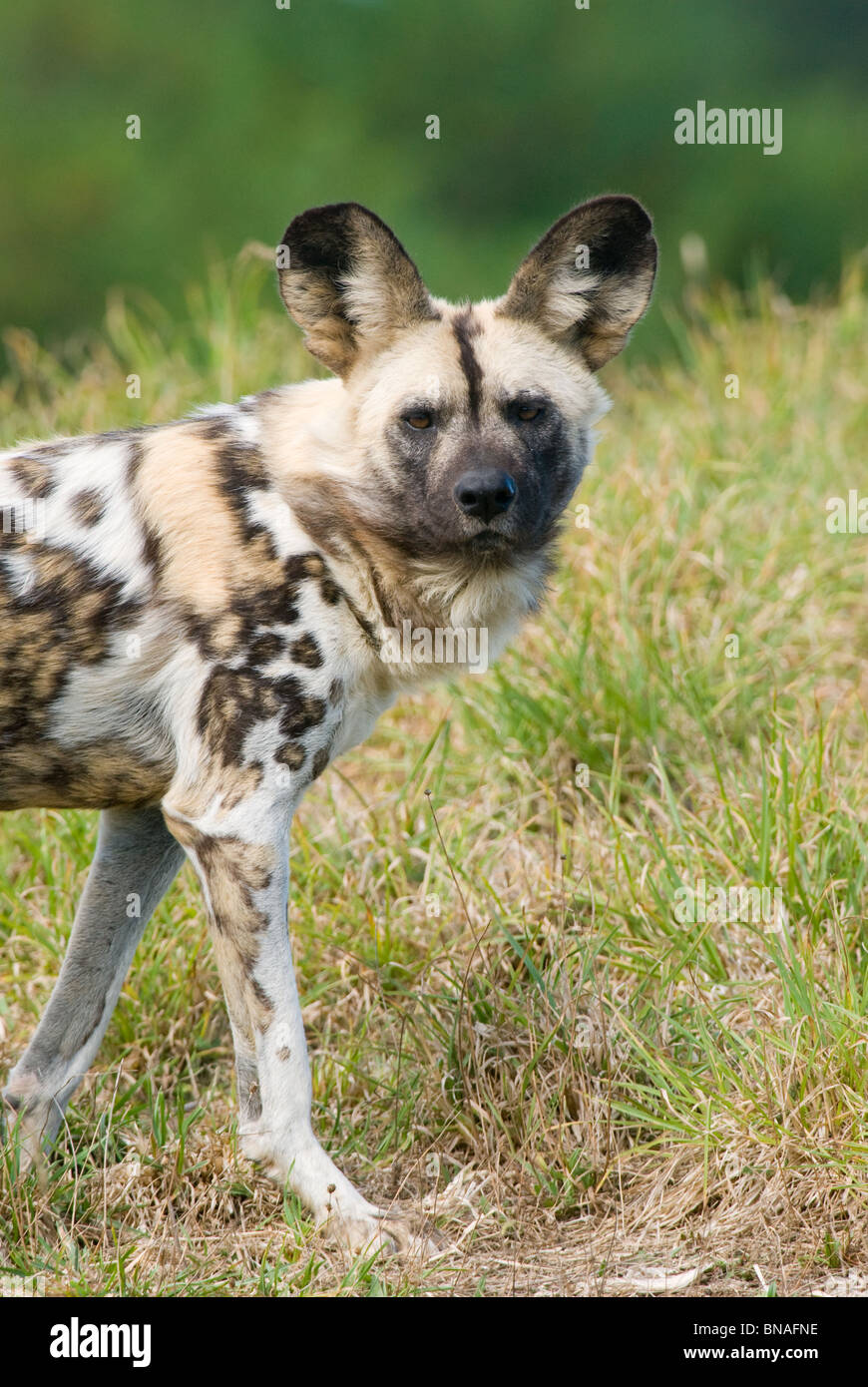 African wild Dog Lycaon pictus Stock Photo - Alamy
