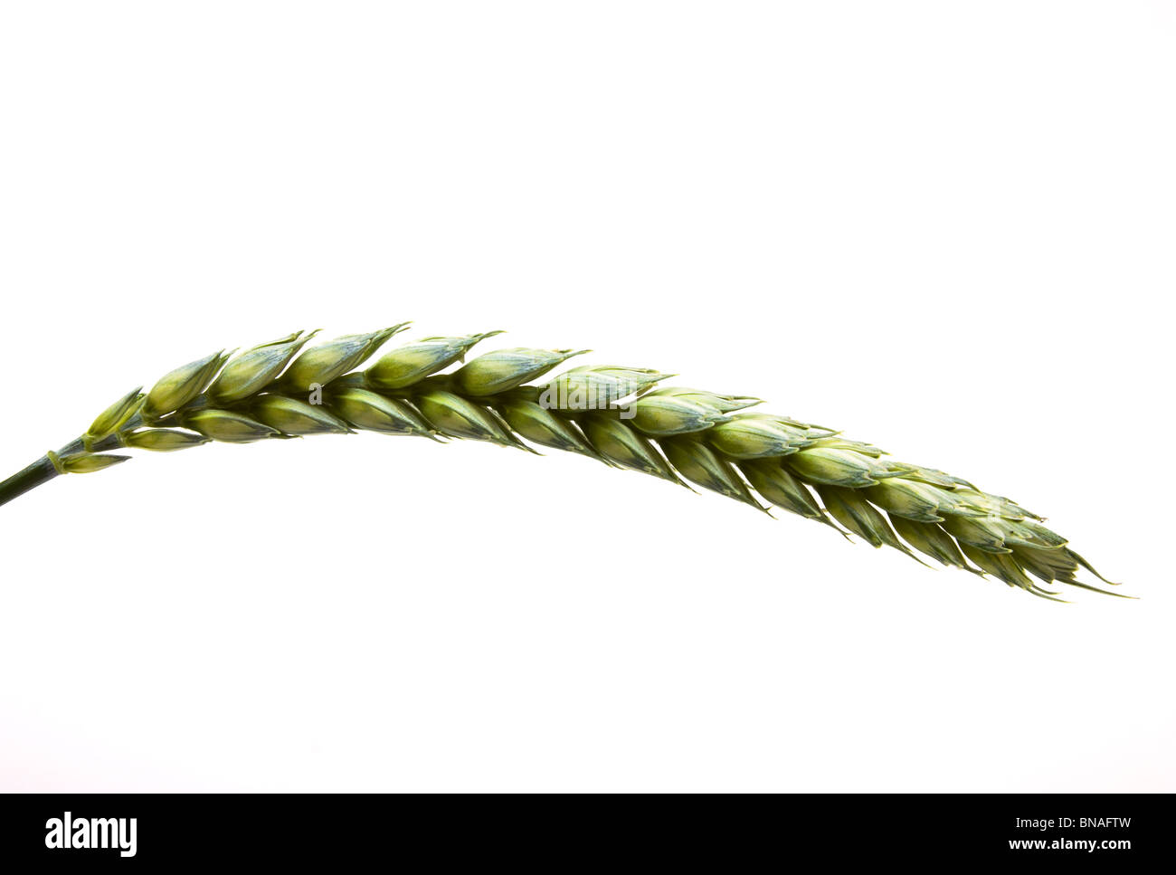 Single ear of ripening cereal from low perspective isolated against ...