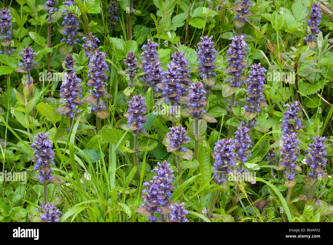 Ajuga reptans hi-res stock photography and images - Alamy