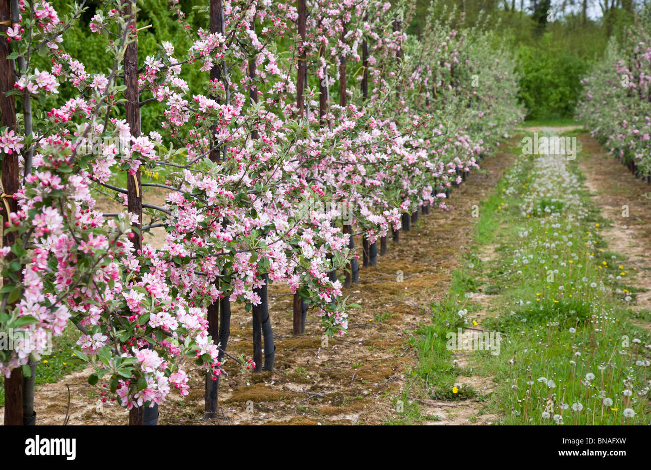 Pink apple blossom on rows of cultivated apple trees in Kent orchard ...