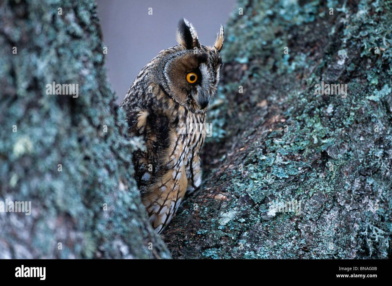 Long eared Owl perched between large tree branches Stock Photo - Alamy