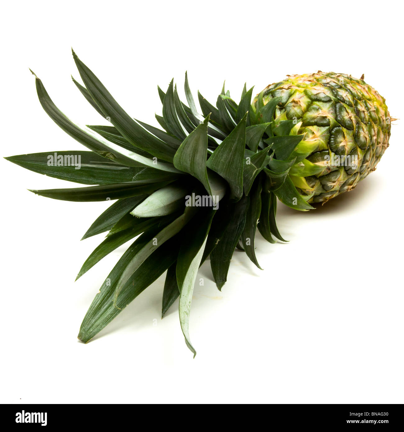 Fresh ripe Pineapple Abstract from low perspective isolated against ...