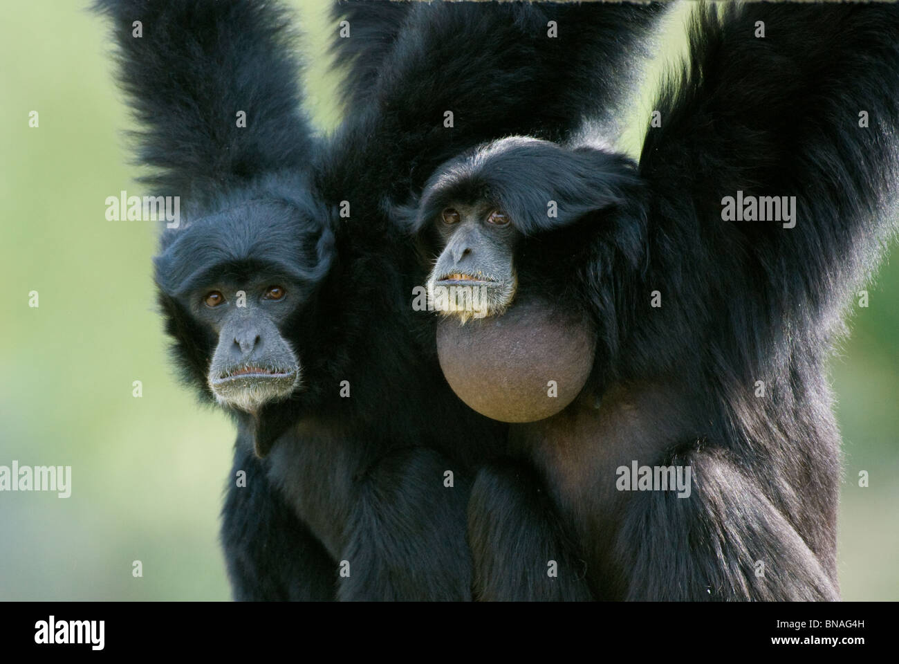 Siamang Gibbon pair Symphalangus syndactylus Stock Photo - Alamy