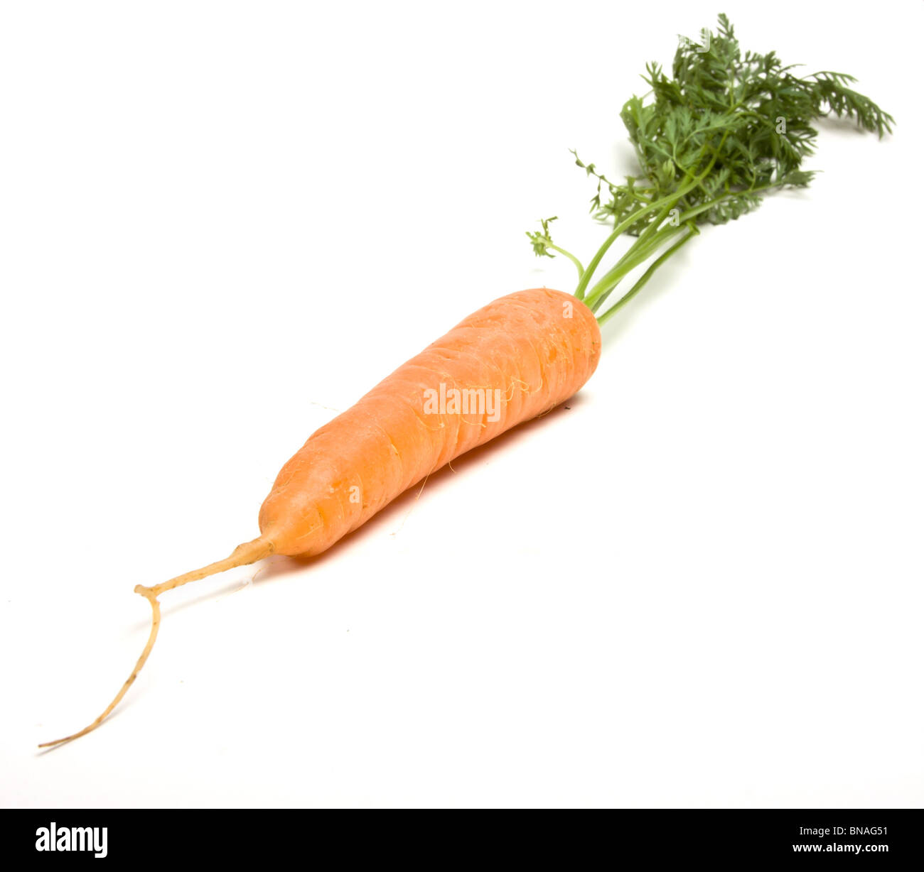 A bunch of fresh carrots from low perspective isolated against white ...