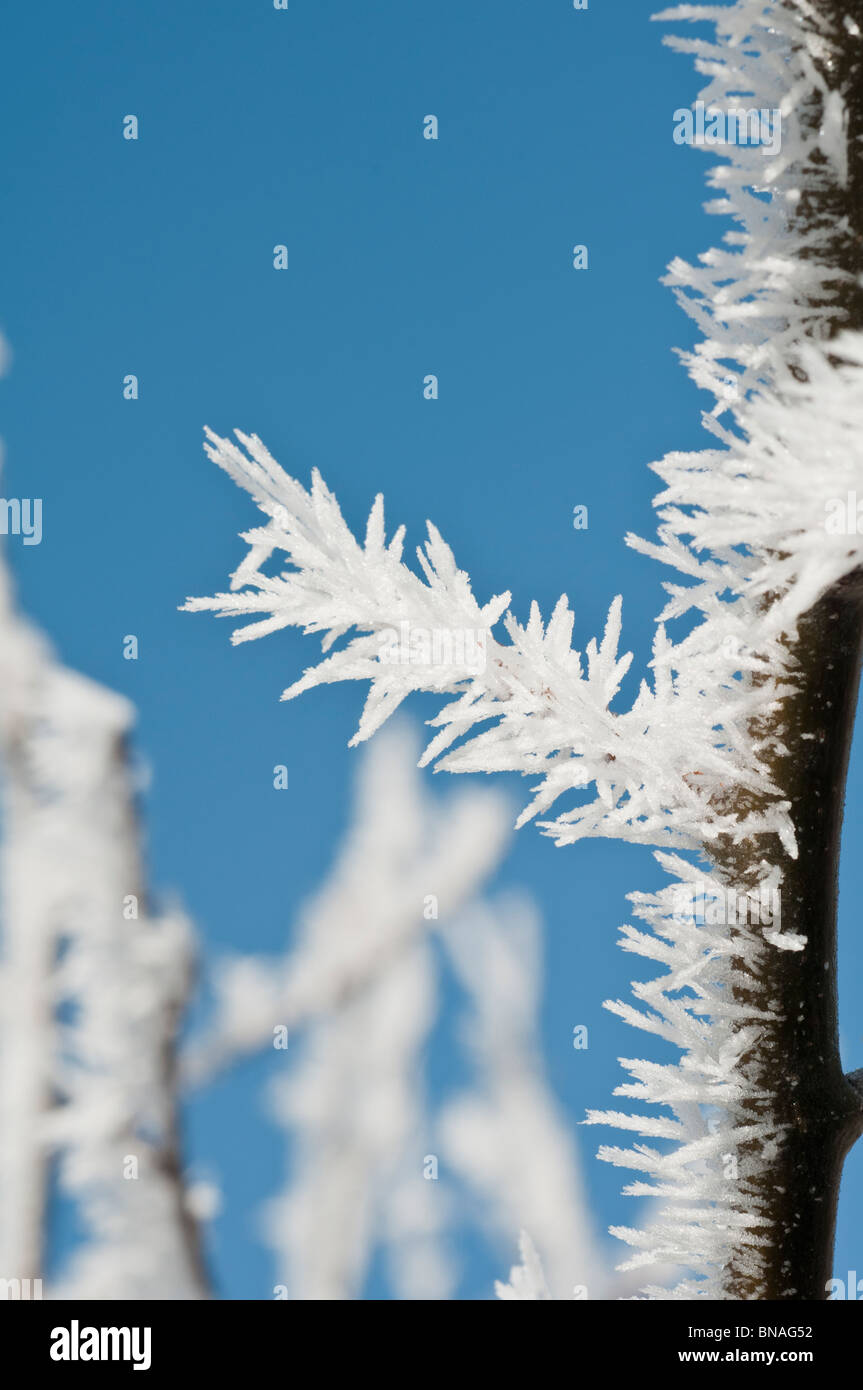 Populus temuloides hi-res stock photography and images - Alamy