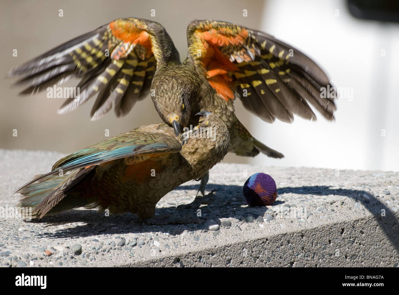 Fighting keas hi-res stock photography and images - Alamy