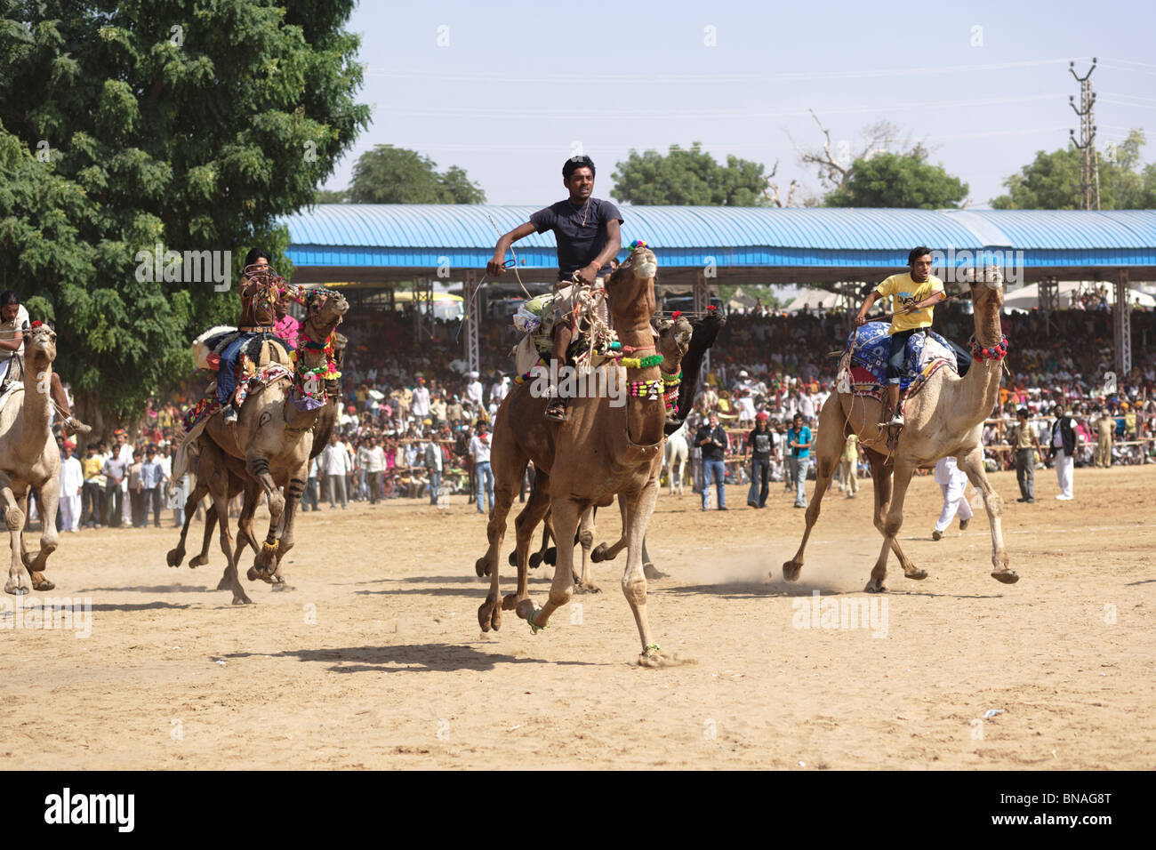 Camel racing hi-res stock photography and images - Alamy