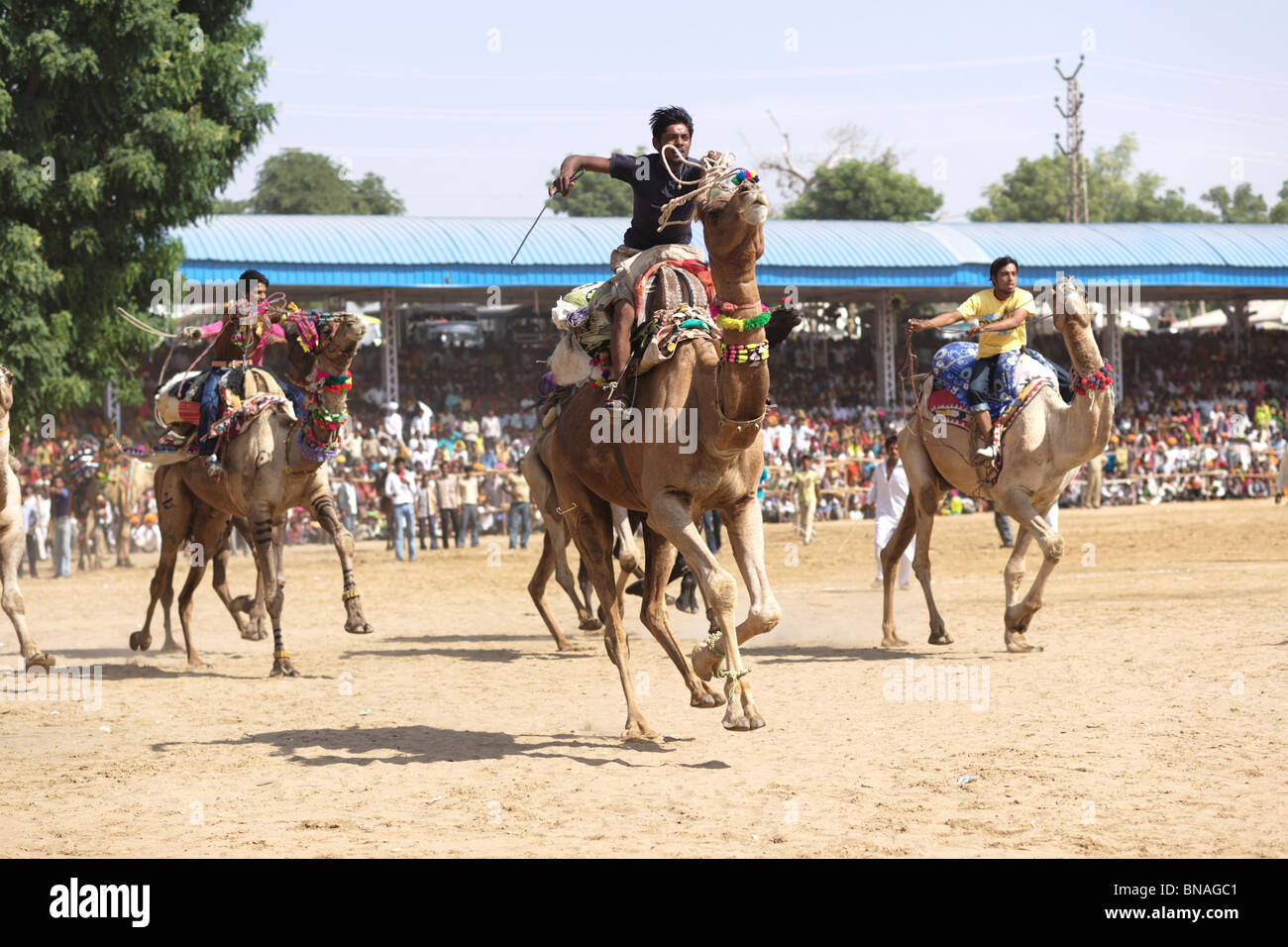 A camel Riders running a Race in Pushkar festival which is the oldest ...