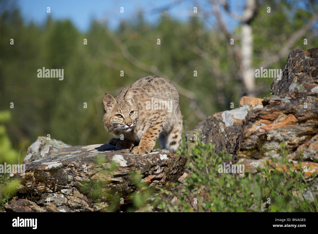 Full grown bobcat Stock Photo - Alamy