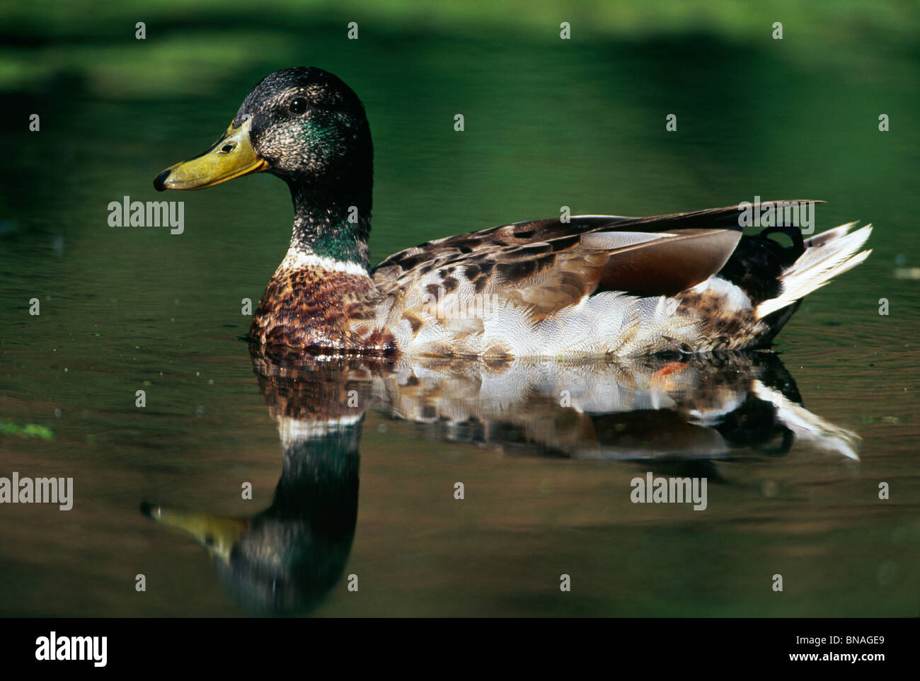 Mallard on still reflected water Stock Photo - Alamy