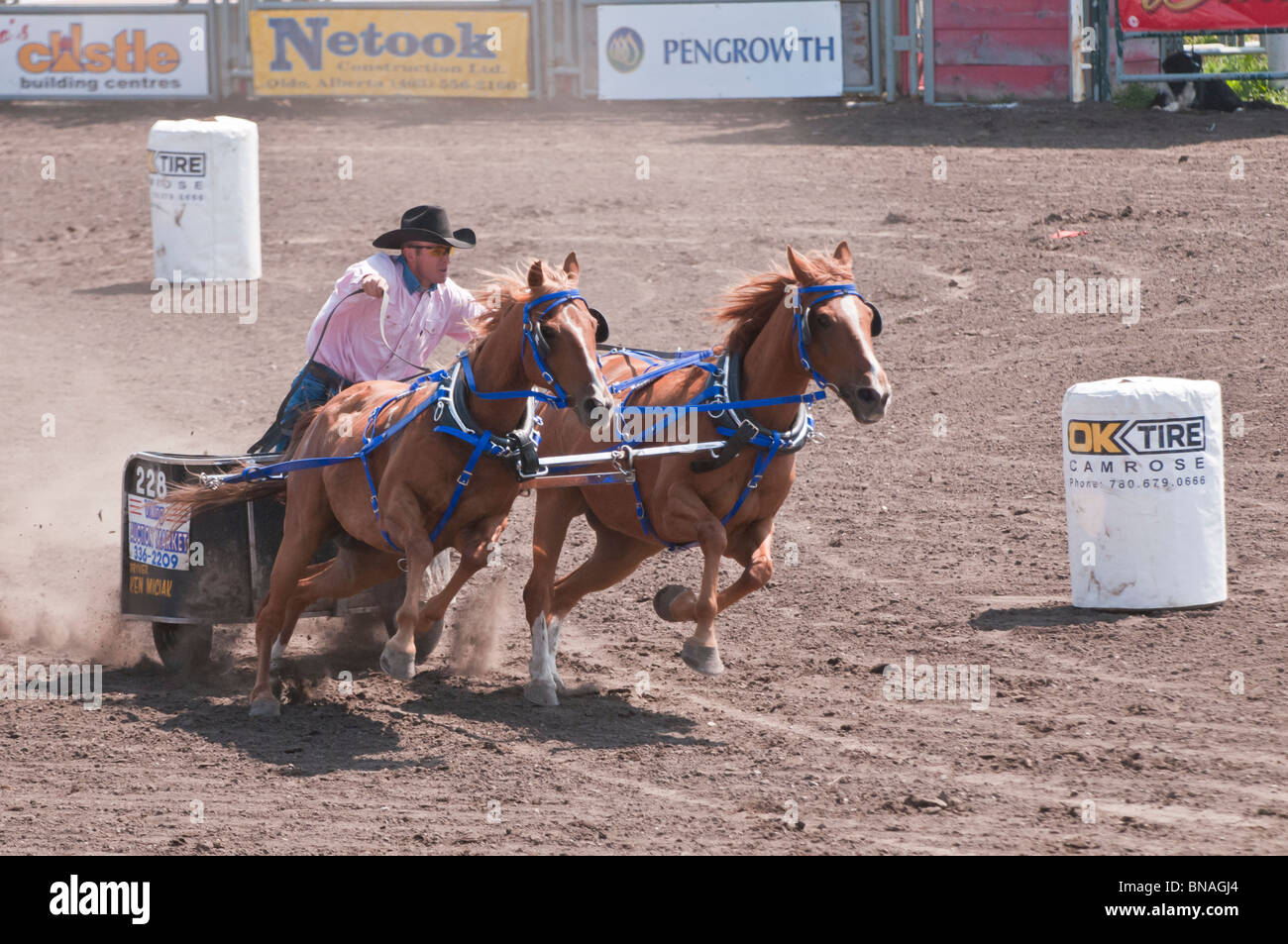Pony chariot racing, Olds Fair & Rodeo, Olds, Alberta, Canada Stock ...