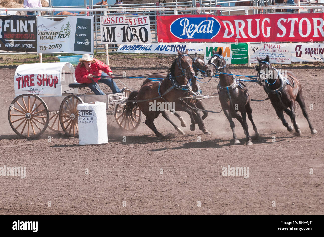 Pony chuckwagon racing, Olds Fair & Rodeo, Olds, Alberta, Canada Stock ...