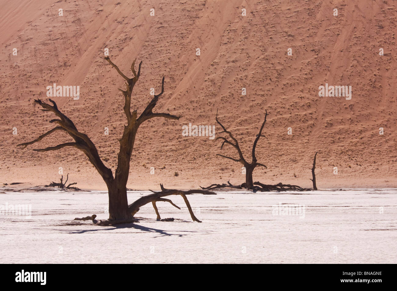 Dead acacia tree in dead vlei, Sossusvlei, Namibia Stock Photo - Alamy