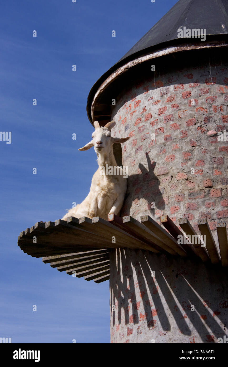 Goat on goat tower at Fairview Estate South Africa Stock Photo - Alamy
