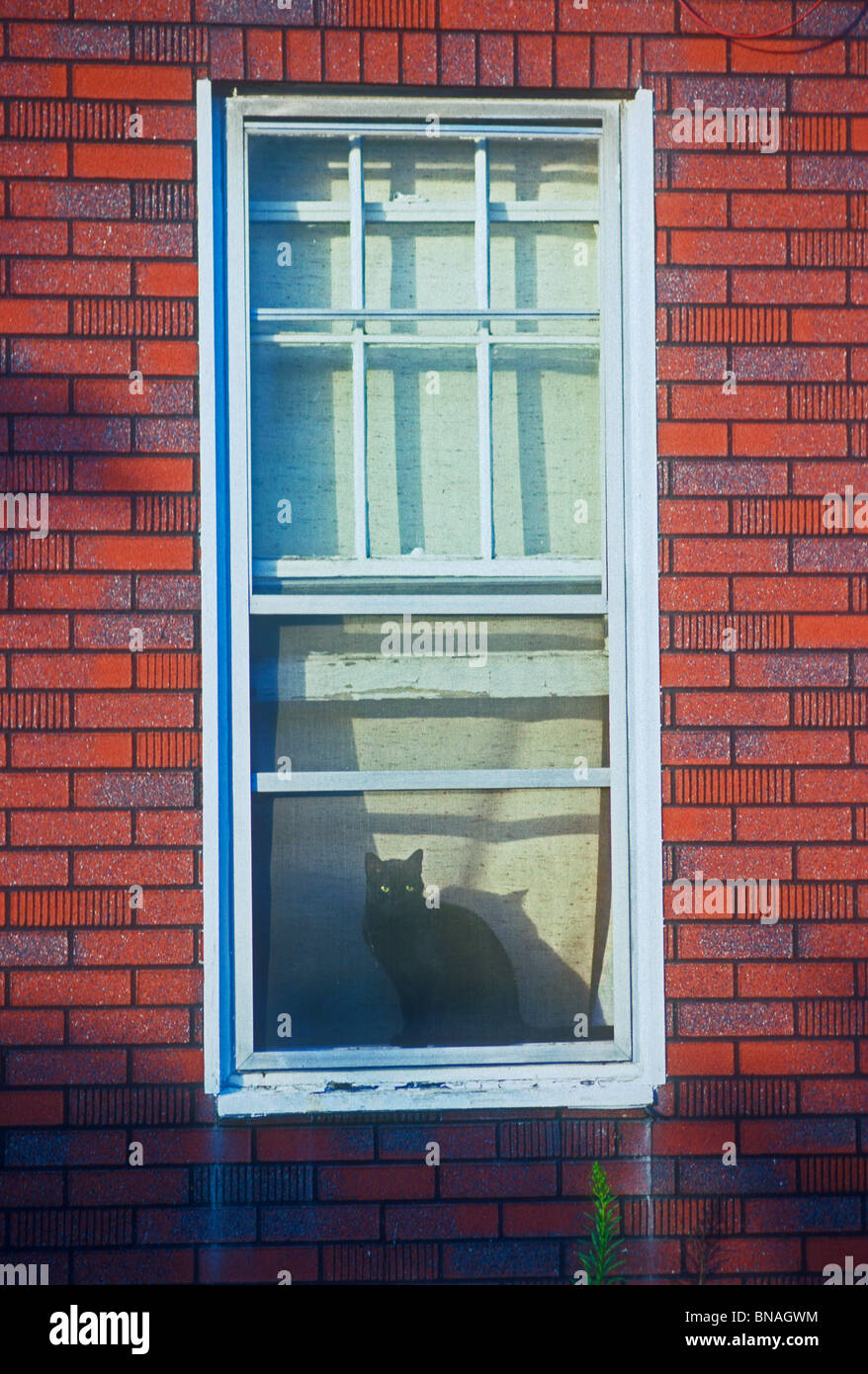 Black cat in screen window hi-res stock photography and images - Alamy