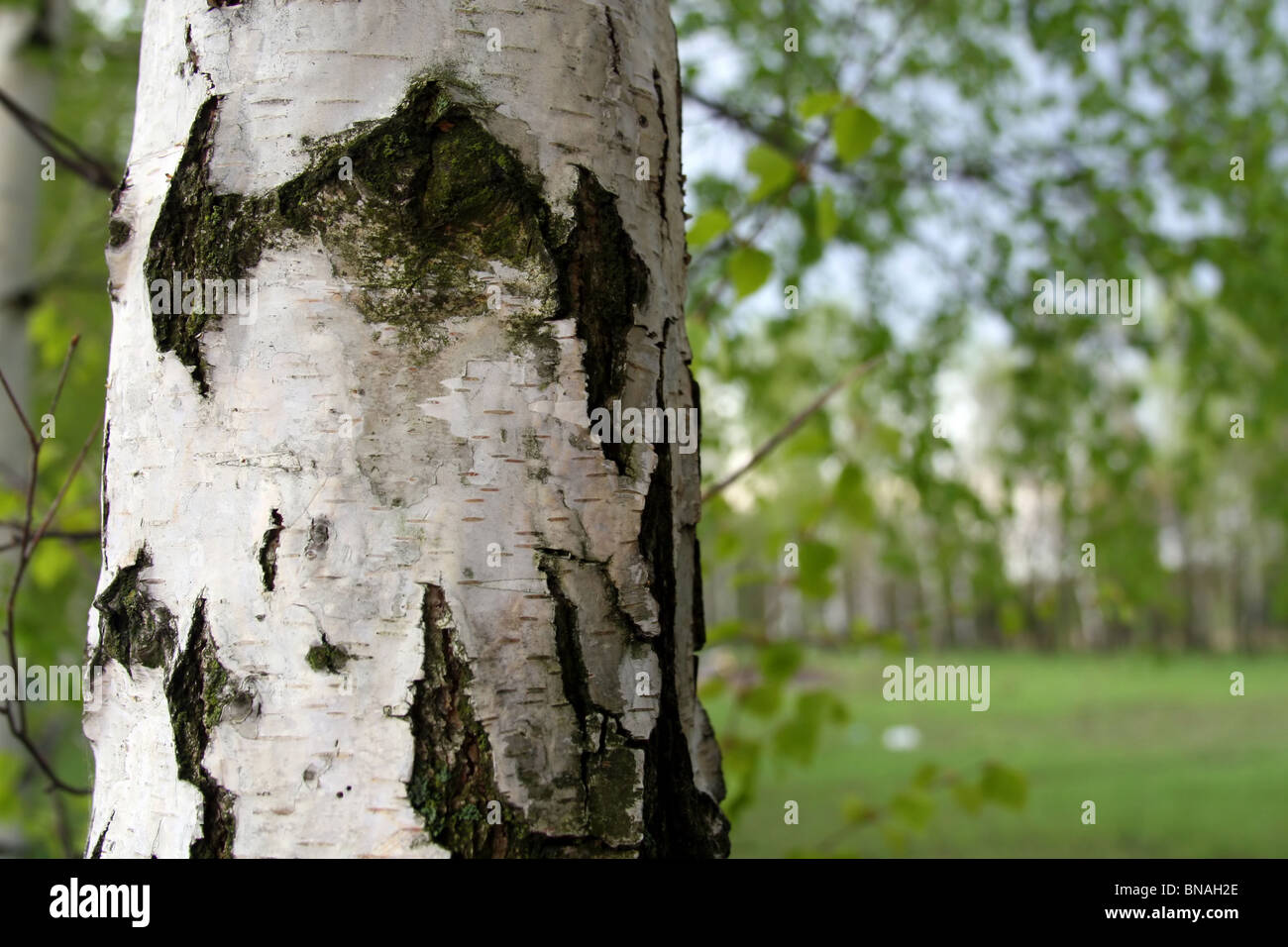 Birch lane hi-res stock photography and images - Alamy