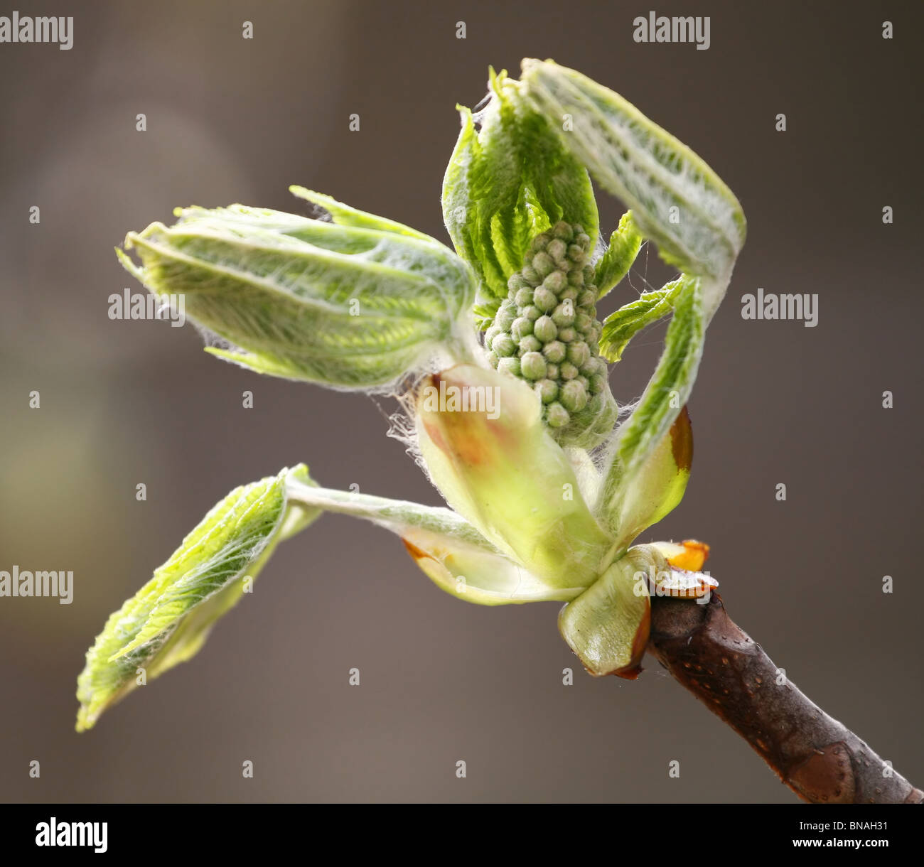 Young chestnut tree hi-res stock photography and images - Alamy