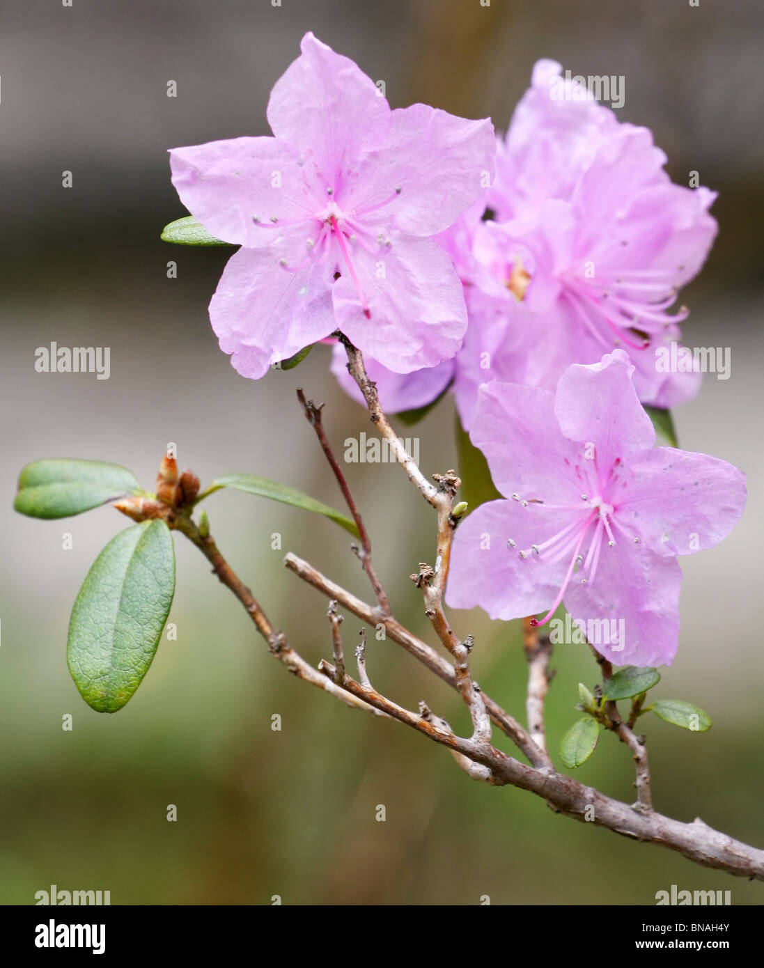 Beautiful pink spring flowers Stock Photo - Alamy