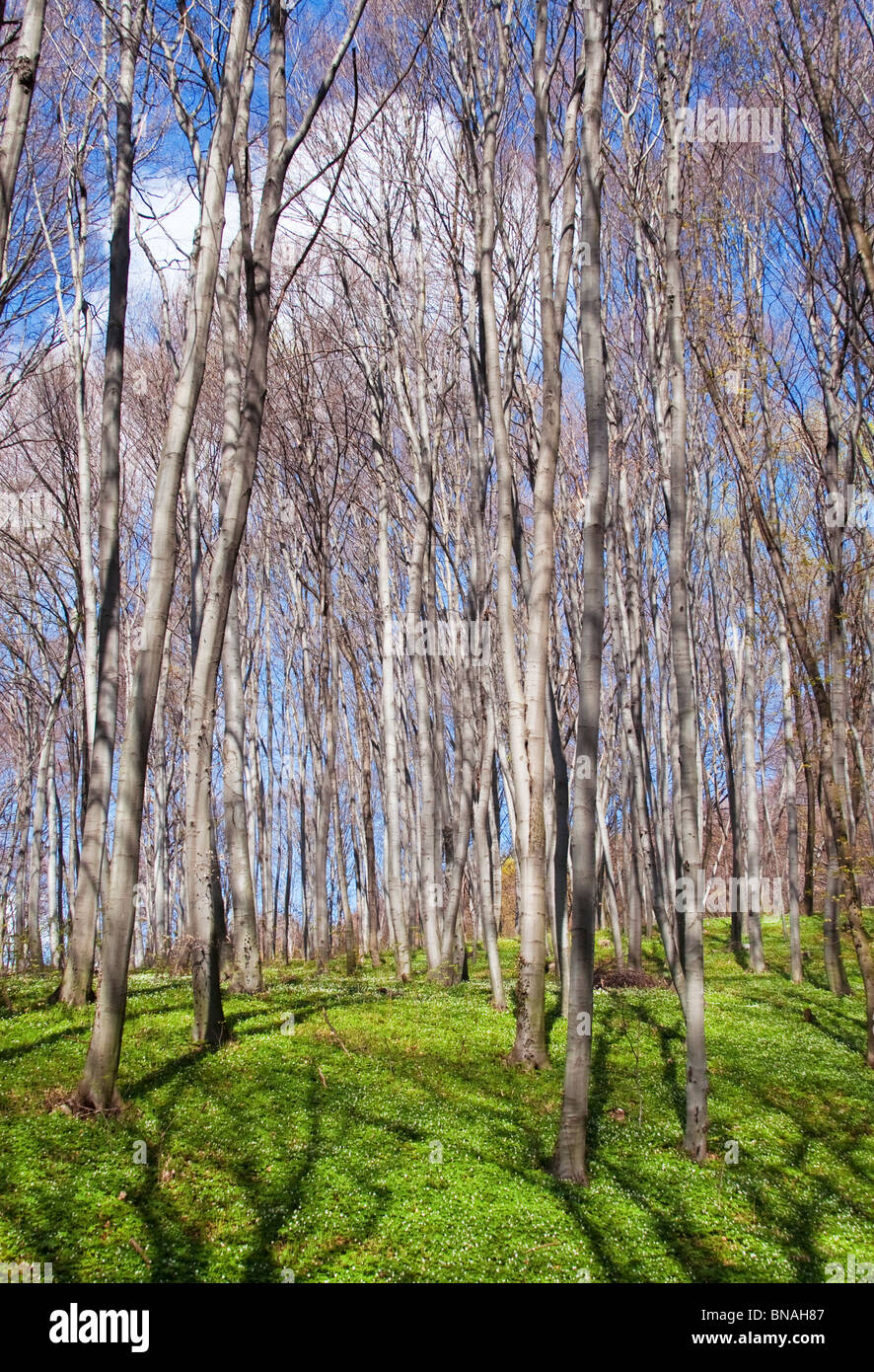 Beautiful spring forest with anemone flowers Stock Photo - Alamy