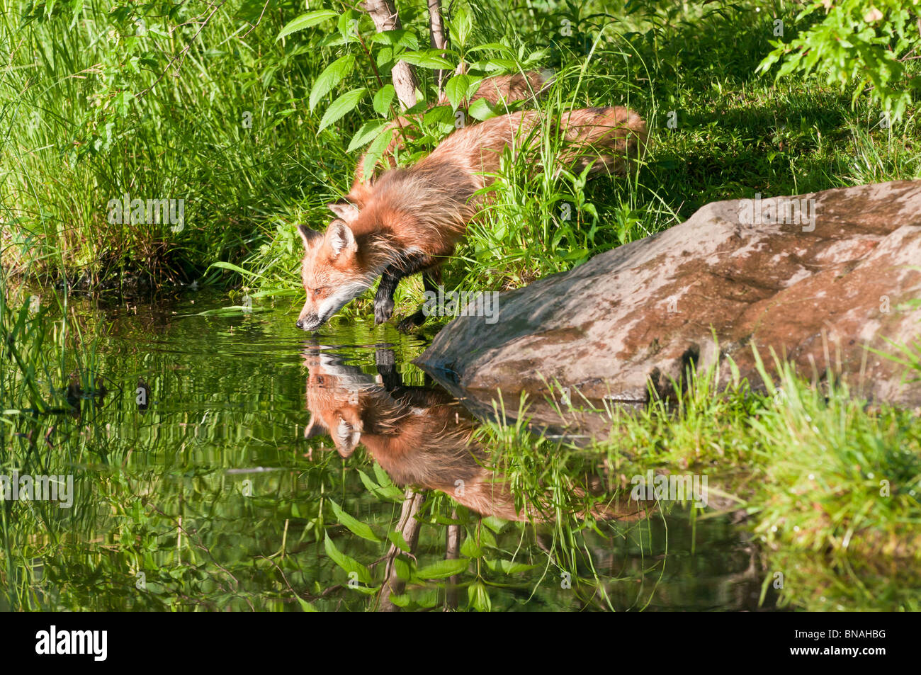 Red fox, Vulpes vulpes, native to Eurasia, introduced to North America ...