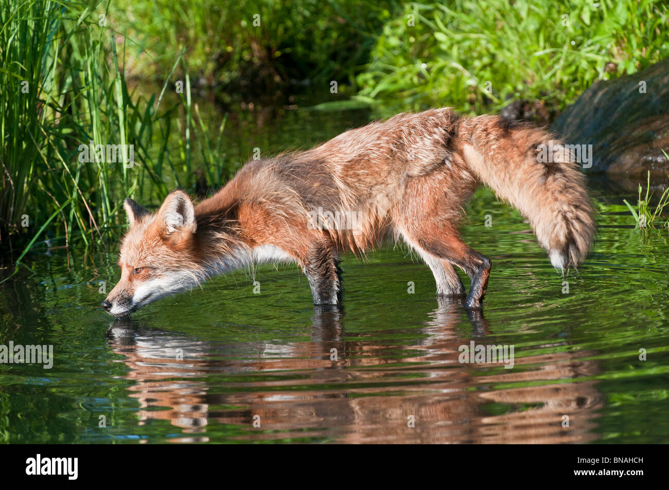 Red fox reflection vulpes vulpes hi-res stock photography and images ...