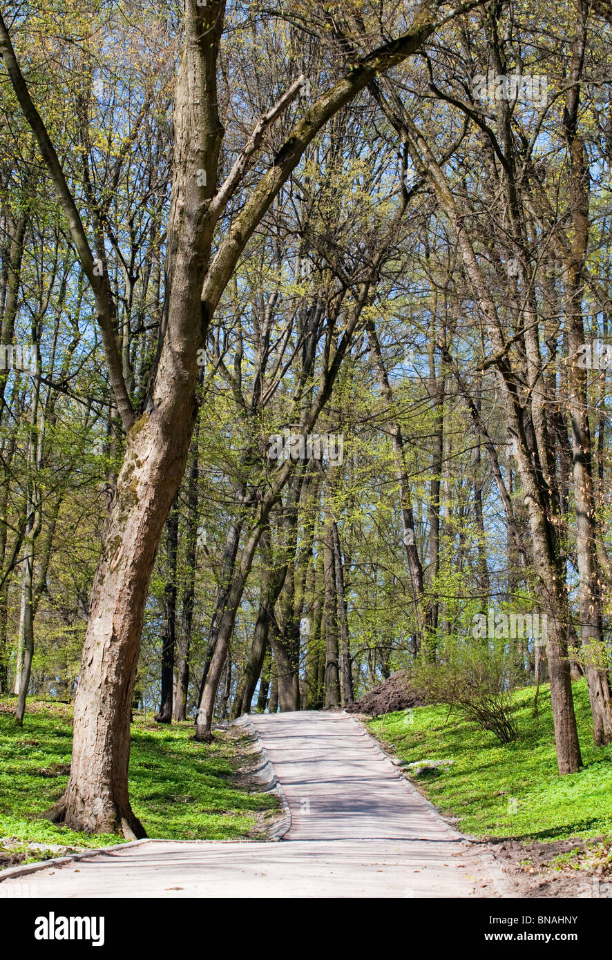 Path trough the beautiful spring forest Stock Photo - Alamy