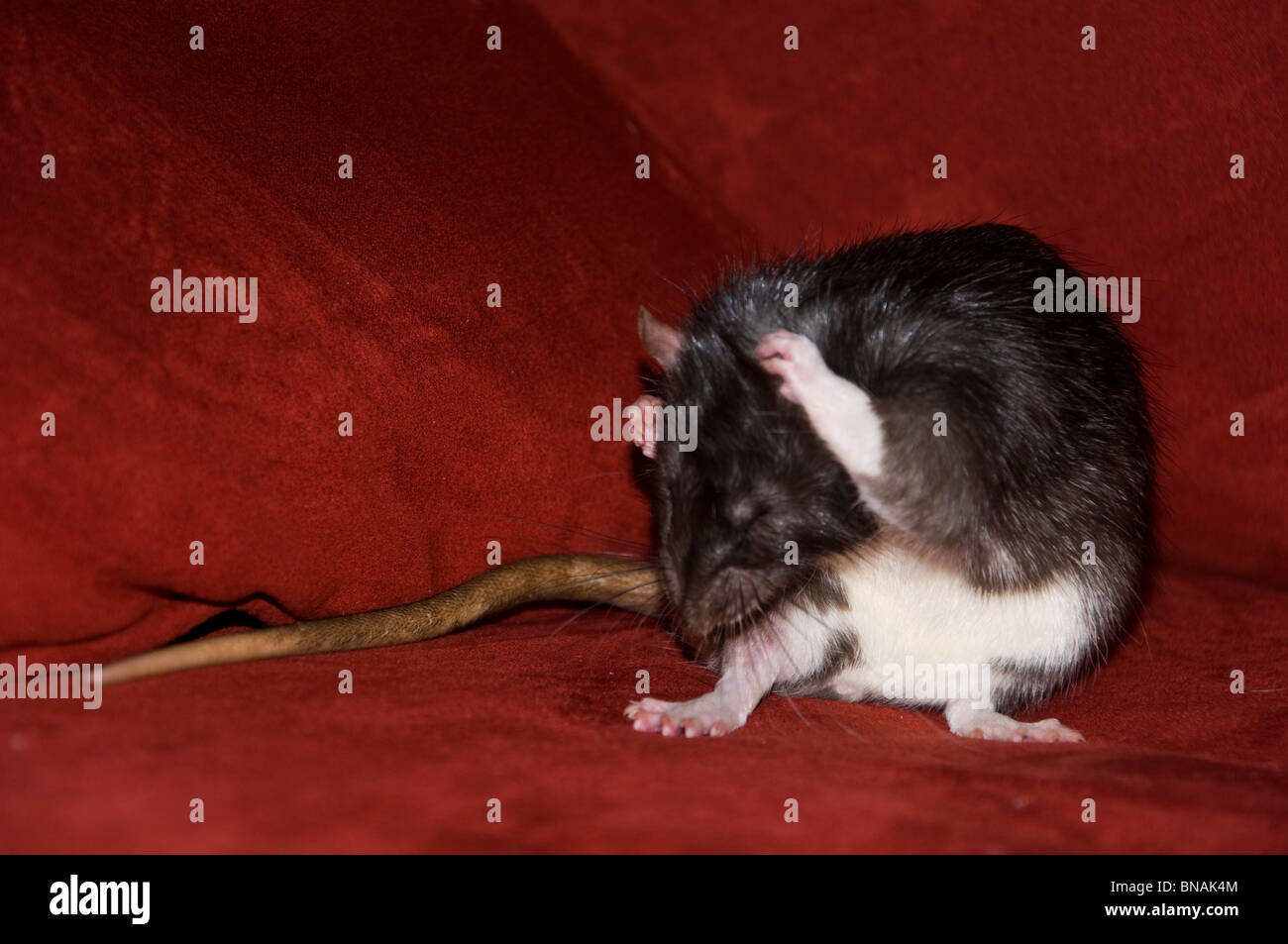 Cute Giant Brown Rat Pet Stock Photo - Alamy