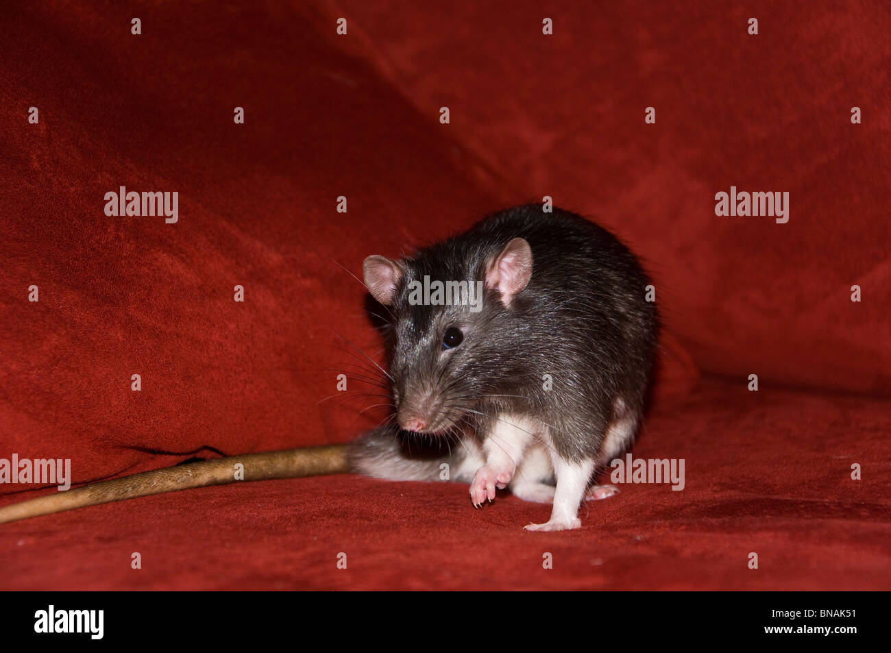Cute Giant Brown Rat Pet Stock Photo - Alamy