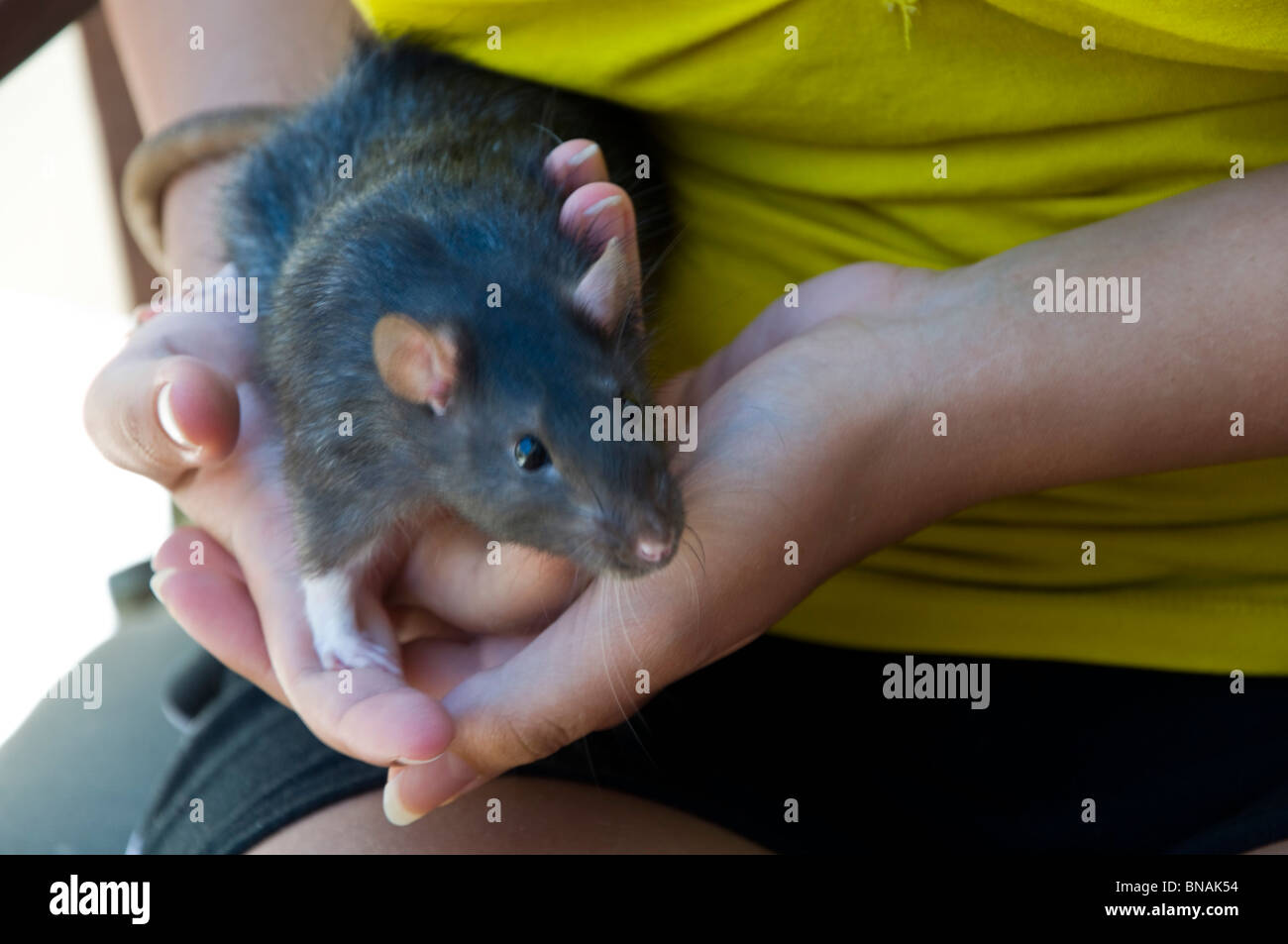 Cute Giant Brown Rat Pet Stock Photo - Alamy