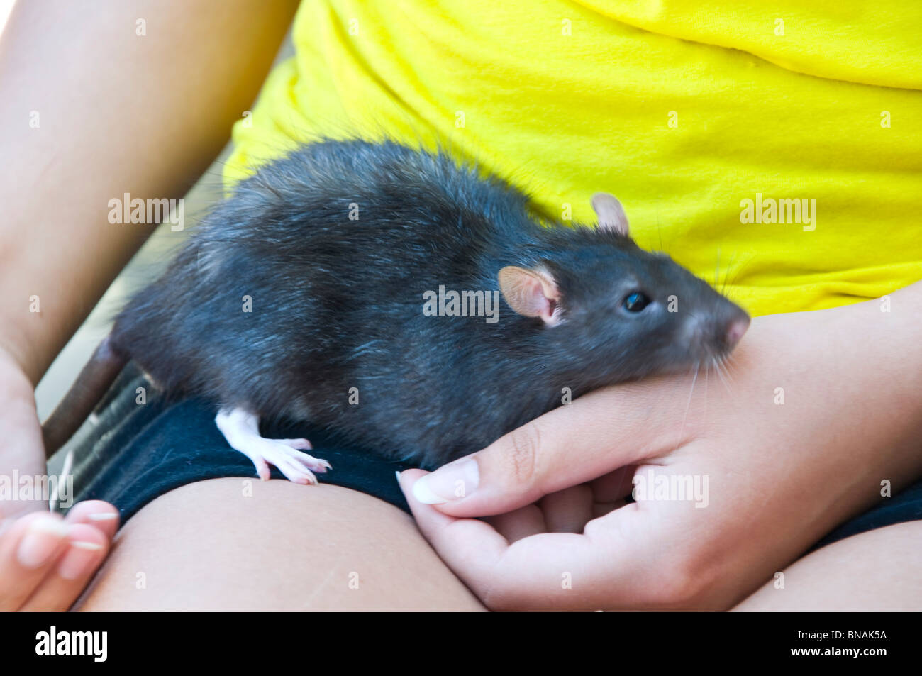 Cute Giant Brown Rat Pet Stock Photo - Alamy