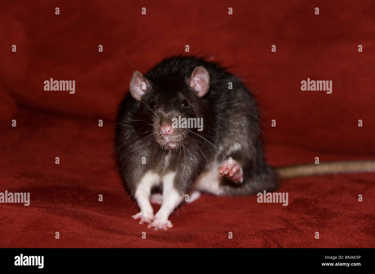 Cute Giant Brown Rat Pet Stock Photo - Alamy