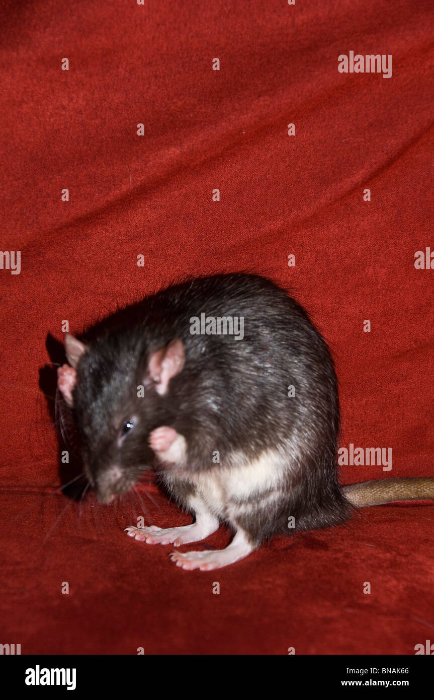 Cute Giant Brown Rat Pet Stock Photo - Alamy
