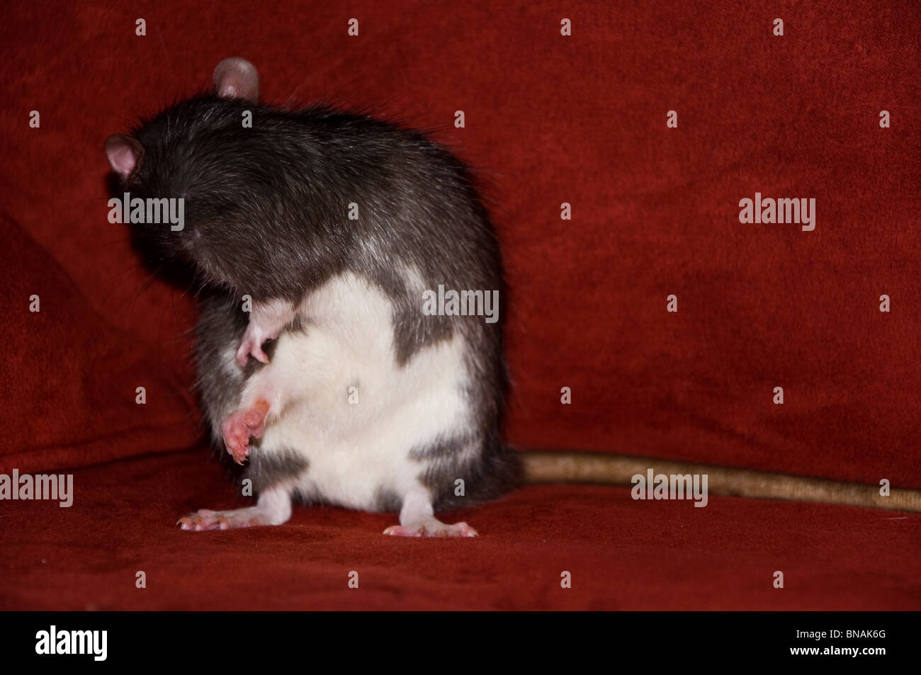 Cute Giant Brown Rat Pet Stock Photo - Alamy