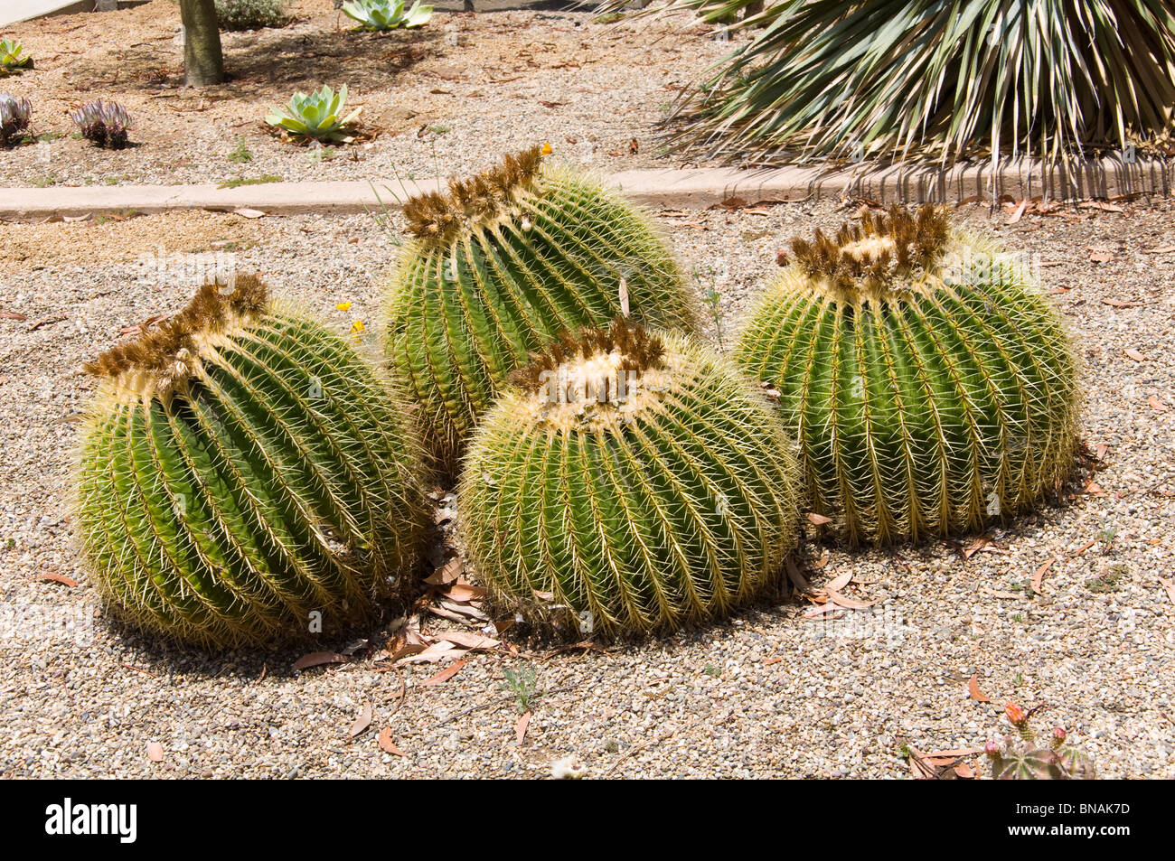 Round cactus hi-res stock photography and images - Alamy