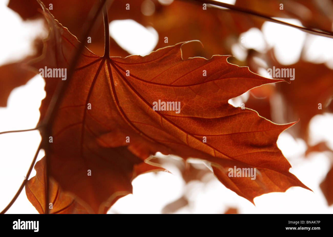 Orange Maple Leaf Close-Up Stock Photo - Alamy