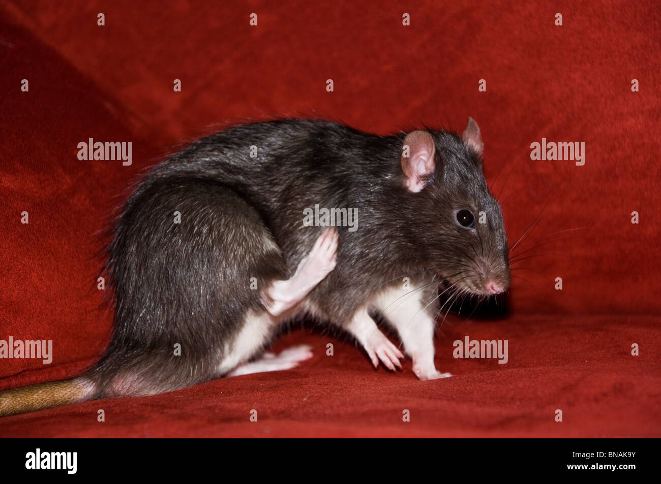 Giant Brown Cute Pet Rat Stock Photo - Alamy