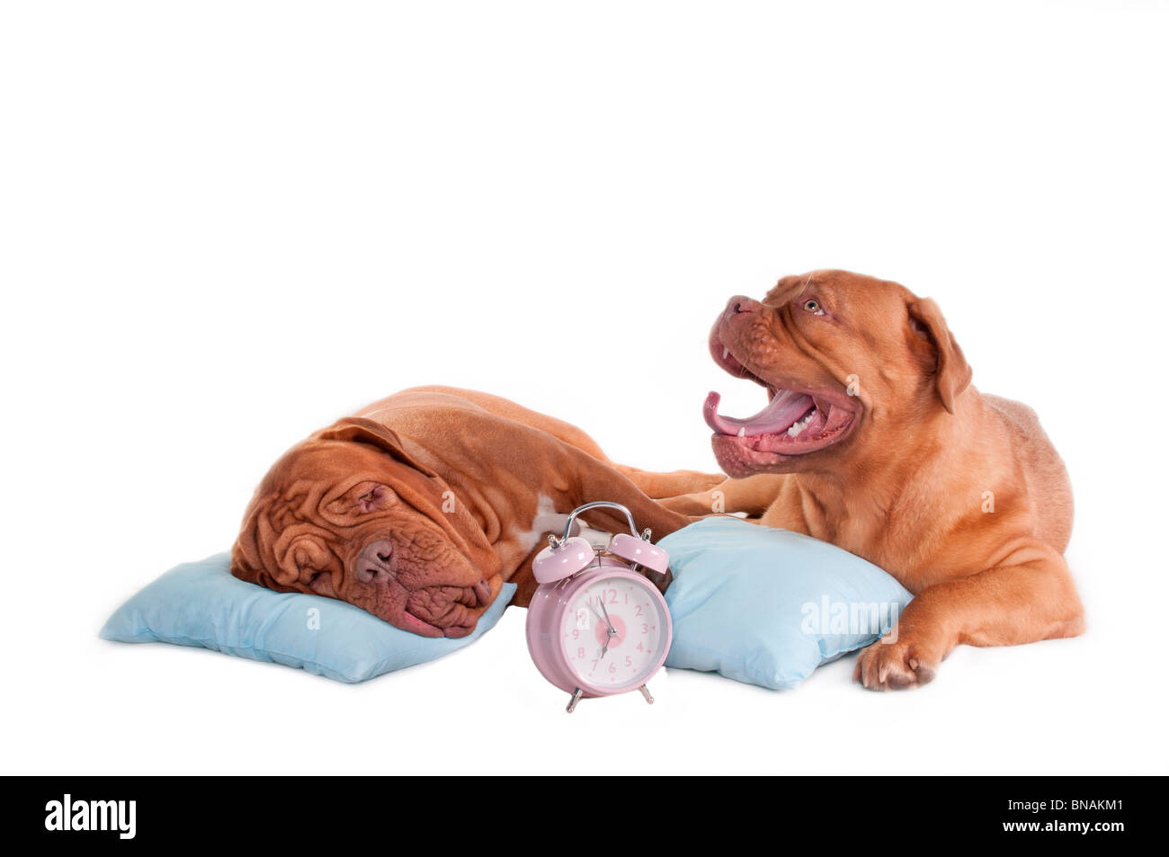 Two big dogs waking-up at 7 o'clock Stock Photo - Alamy