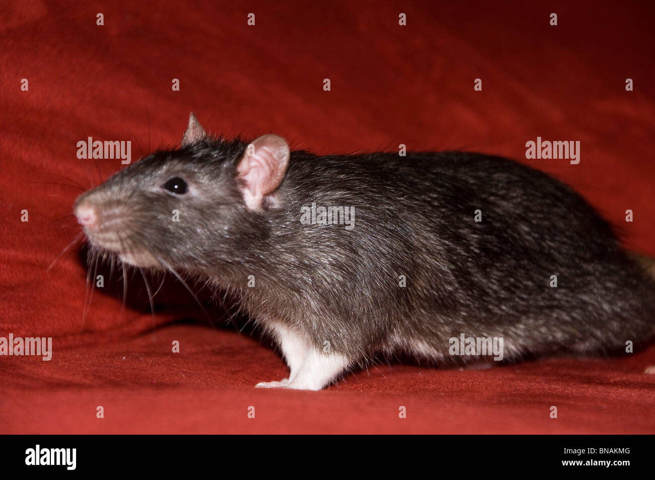 Giant Brown Cute Pet Rat Stock Photo - Alamy
