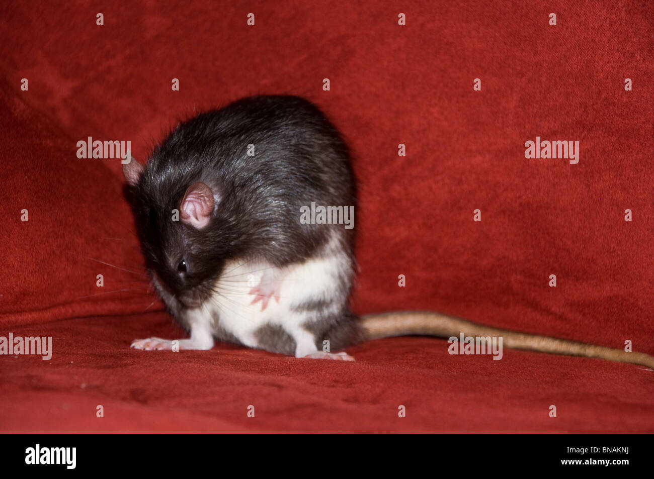 Giant Brown Cute Pet Rat Stock Photo - Alamy