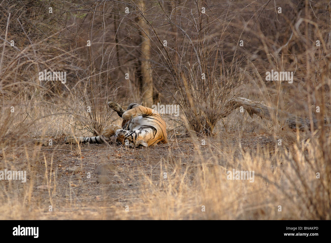 A Bengal Tiger rolling inside the dry camouflaged at Ranthambhore ...