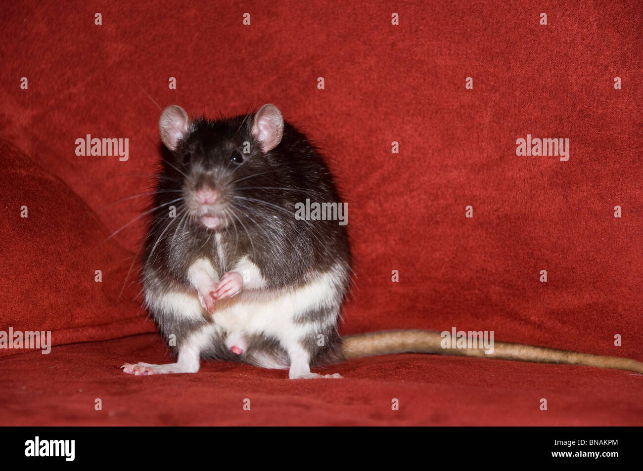 Cute pet rat hi-res stock photography and images - Alamy