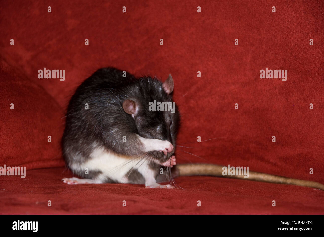 Giant Brown Cute Pet Rat Stock Photo - Alamy