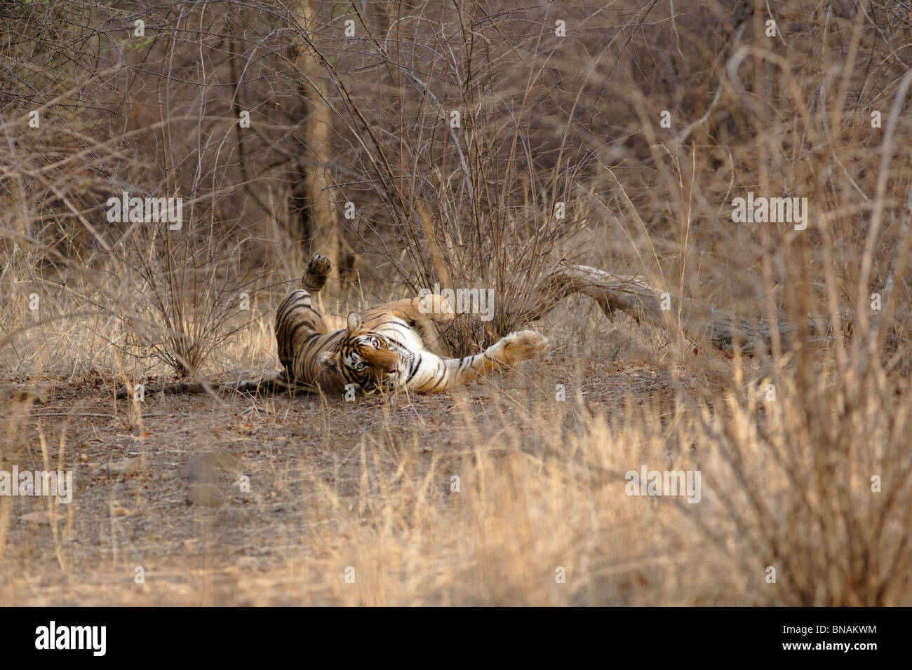 A Bengal Tiger rolling inside the dry camouflaged looking alert at ...