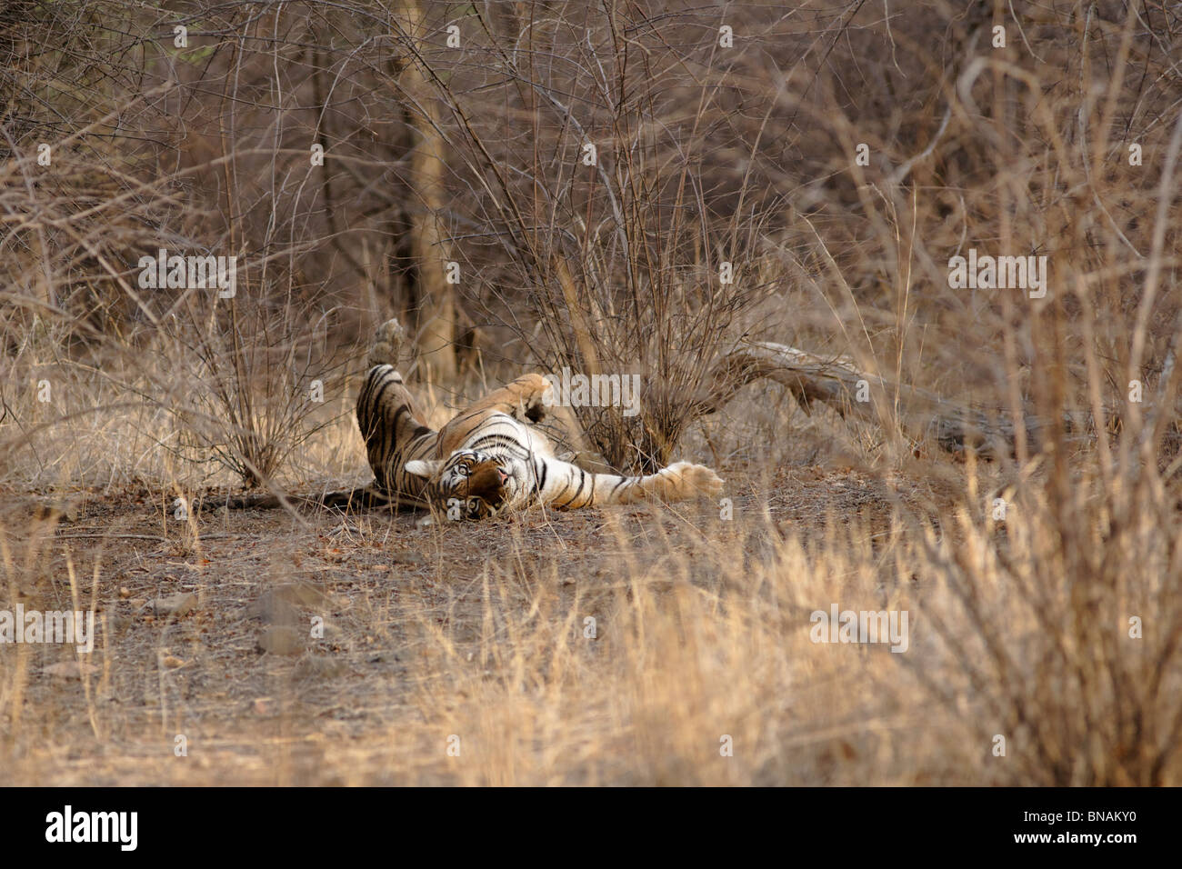 A Bengal Tiger rolling inside the dry camouflaged looking alert at ...