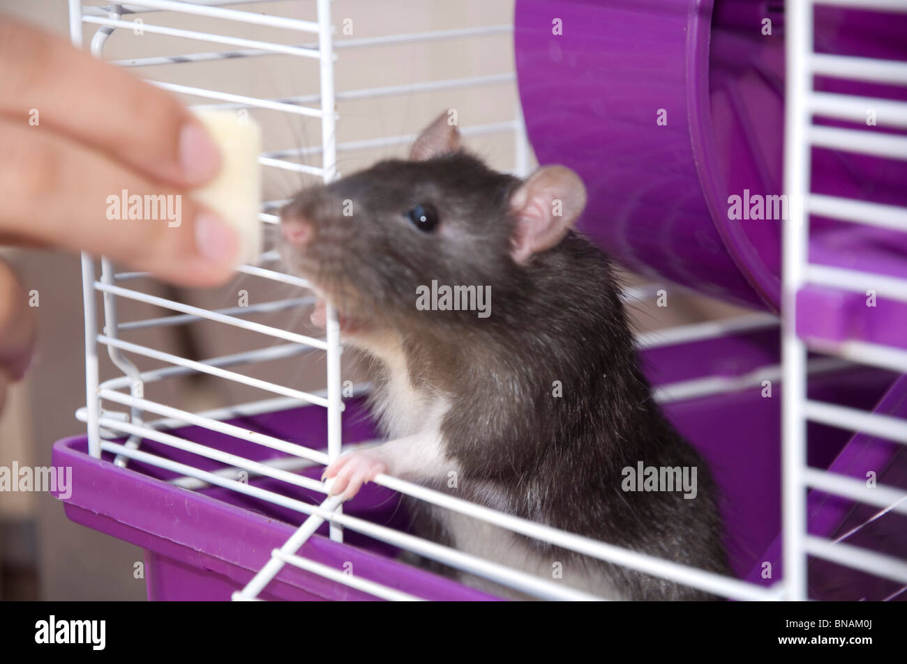 Cute Giant Brown Rat Pet Stock Photo - Alamy